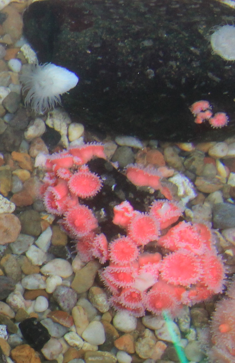 Pink sea creatures | Terry Spear's Shifters