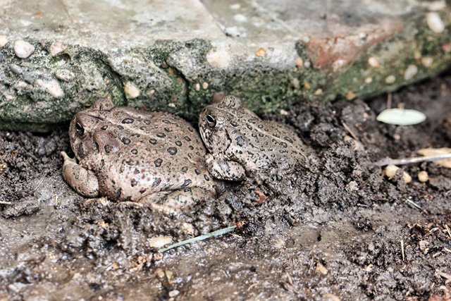 Like father like son toads (640×427) | Terry Spear's Shifters