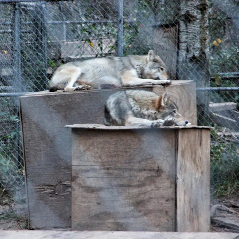 Wolf Awareness Week: Alphas on Top | Terry Spear's Shifters