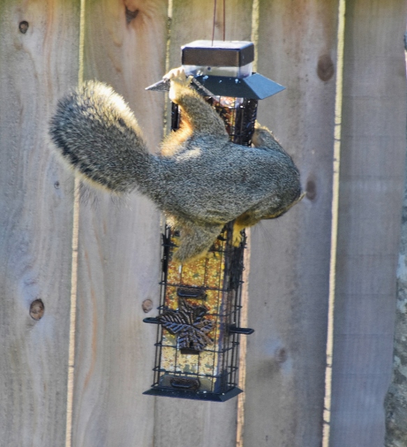 Squirrels | Terry Spear's Shifters