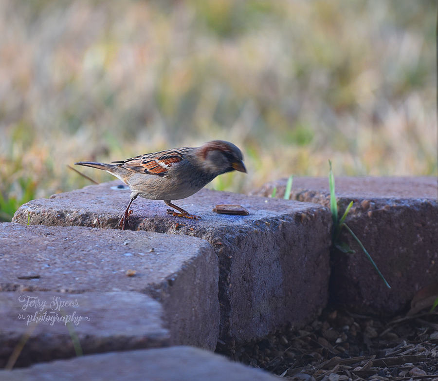 Pretty Little House Finches | Terry Spear's Shifters