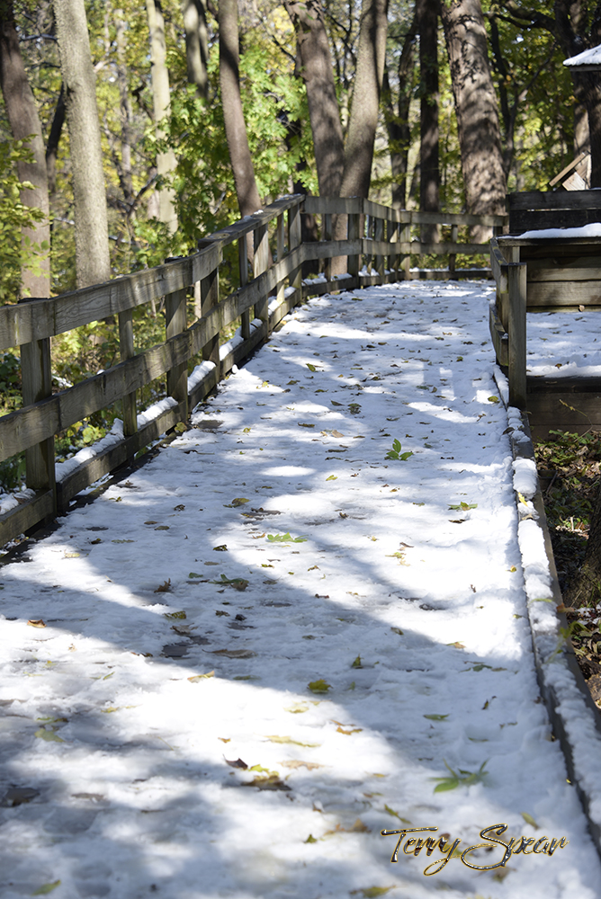 snow covered walkway in the forest 1000 1268 | Terry Spear's Shifters