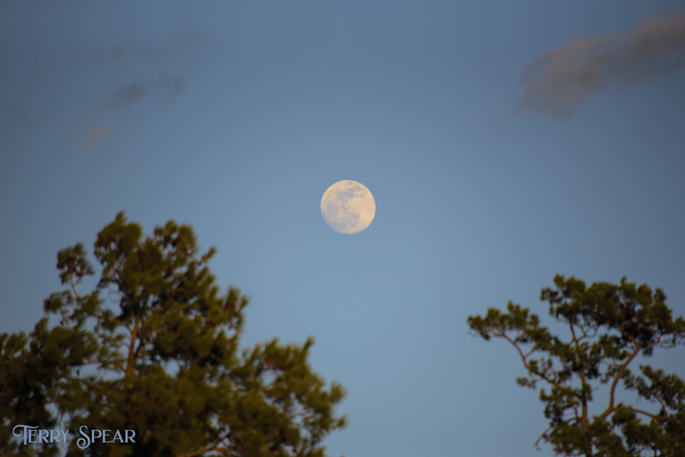 Wolf Moon Tonight! | Terry Spear's Shifters