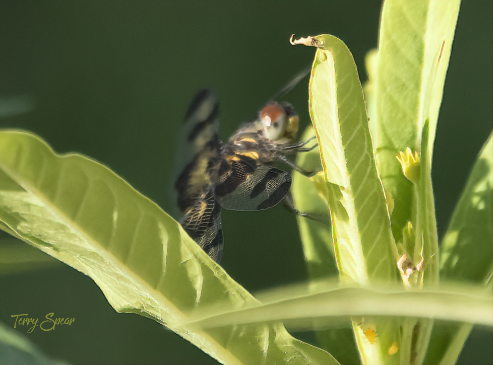 Common Whitetailed Skimmer Dragonfly–close up | Terry Spear's Shifters