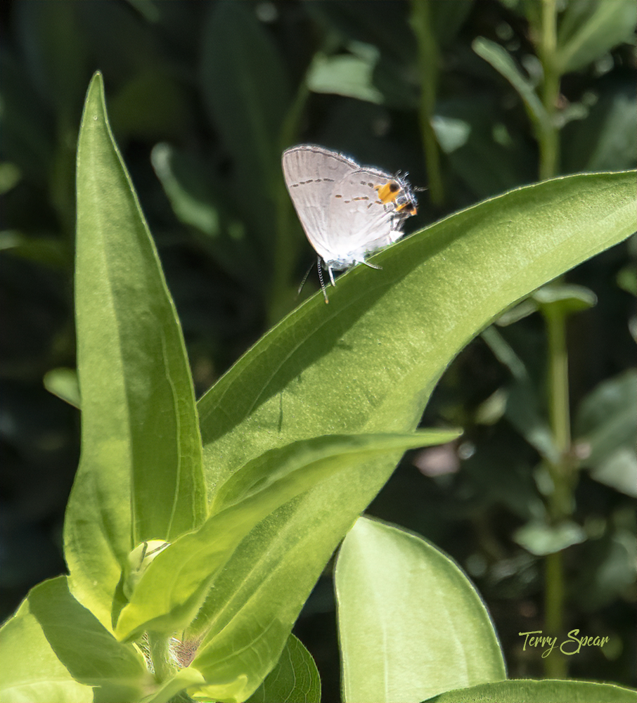 Skipper Butterflies | Terry Spear's Shifters