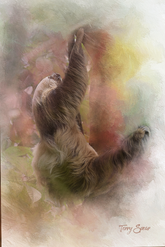 Tree Sloth in Minnesota | Terry Spear's Shifters