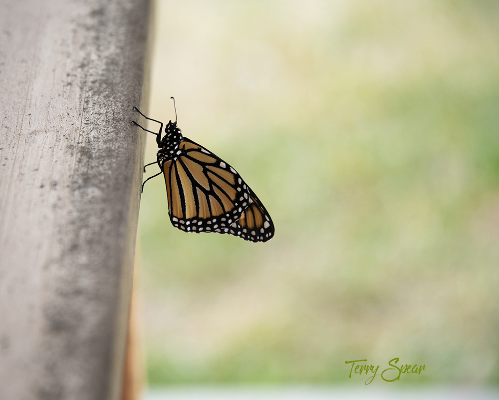 Delicate, but Hardy Little Monarch | Terry Spear's Shifters