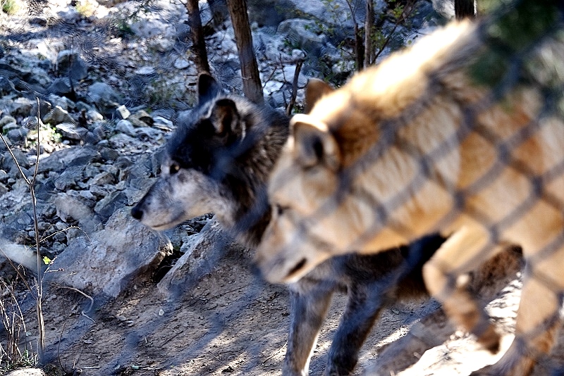 10th Anniversary of Legend of the White Wolf Coming! | Terry Spear's ...