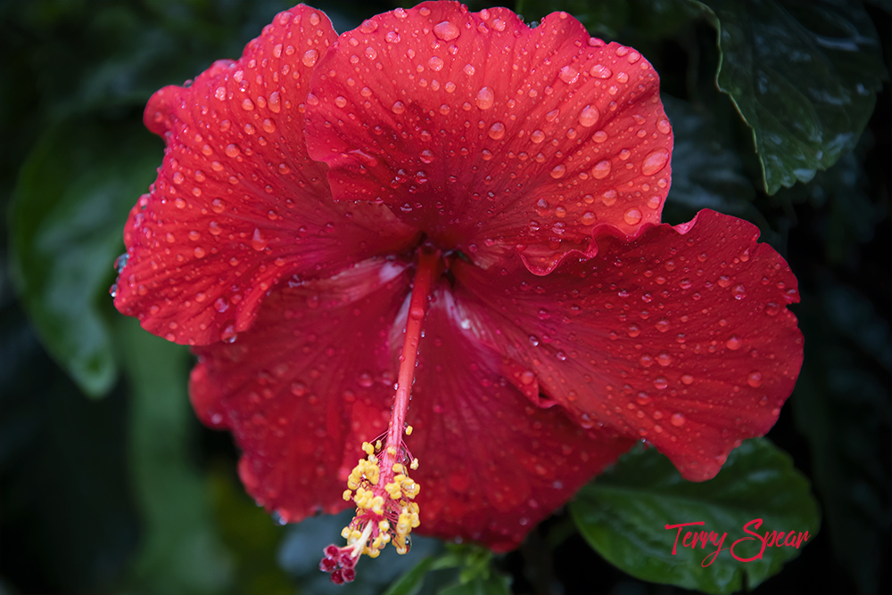 Braided Hibiscus with Multiple Colors | Terry Spear's Shifters