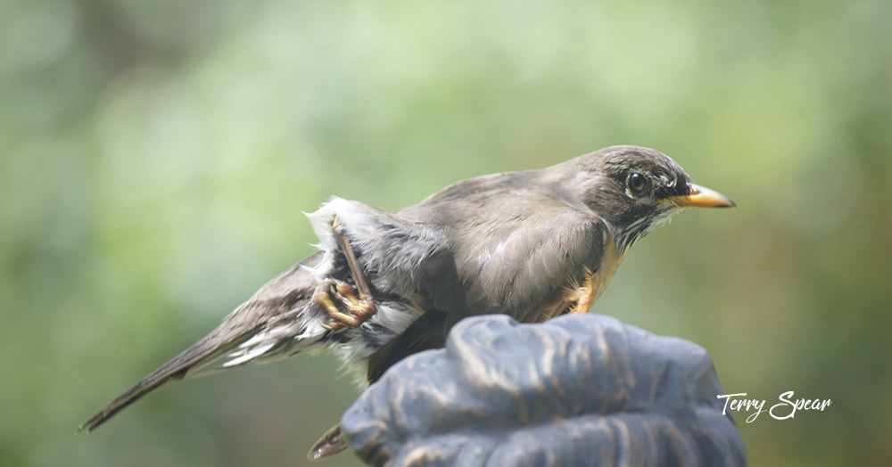 Robin Juvenile Scratching an Itch | Terry Spear's Shifters