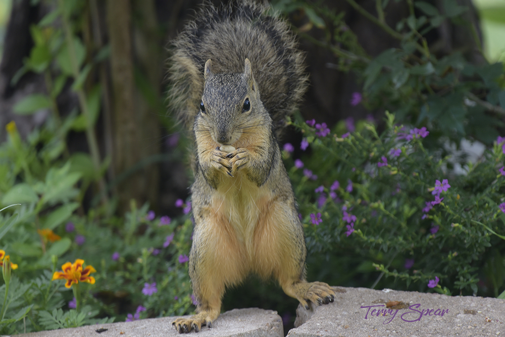 Squirrels | Terry Spear's Shifters