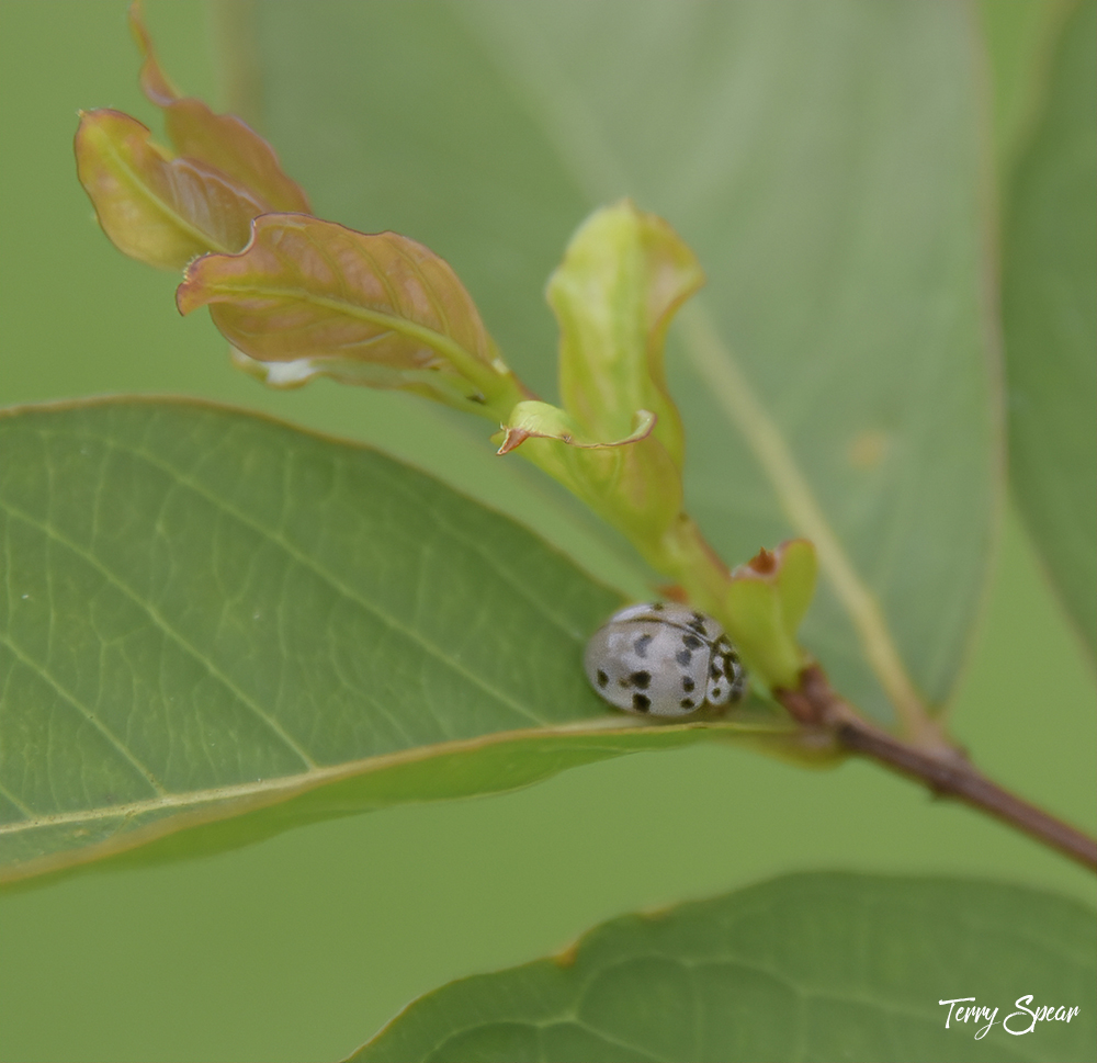 A Gray Ladybug | Terry Spear's Shifters