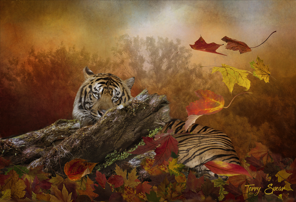 Photo Art–Eye of the Tiger | Terry Spear's Shifters