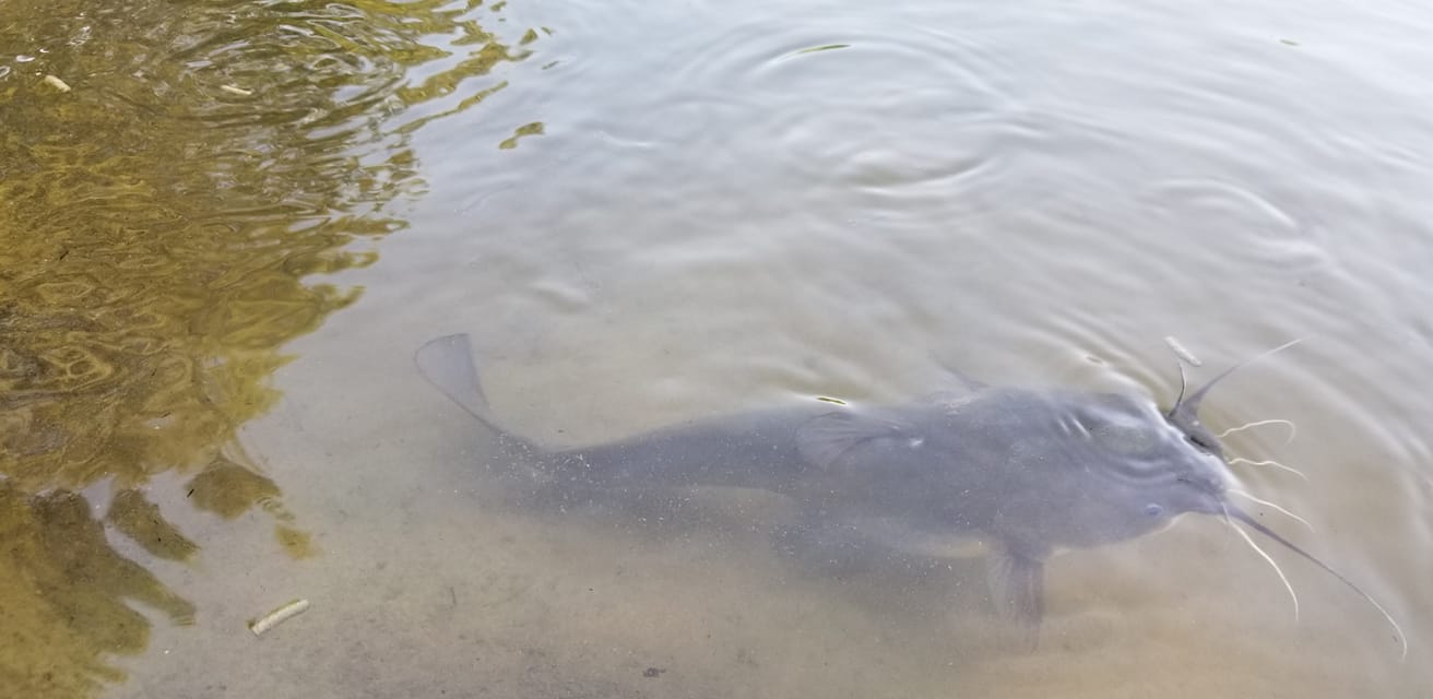Feeding the Turtles and Catfish at the Pond | Terry Spear's Shifters