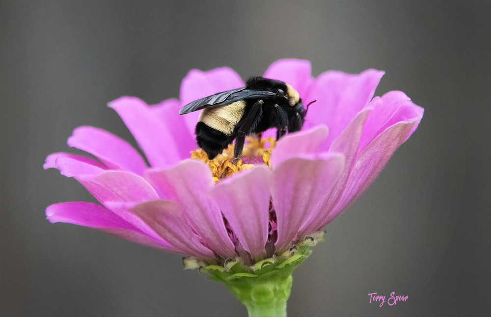 Sleepy Bumblebee | Terry Spear's Shifters