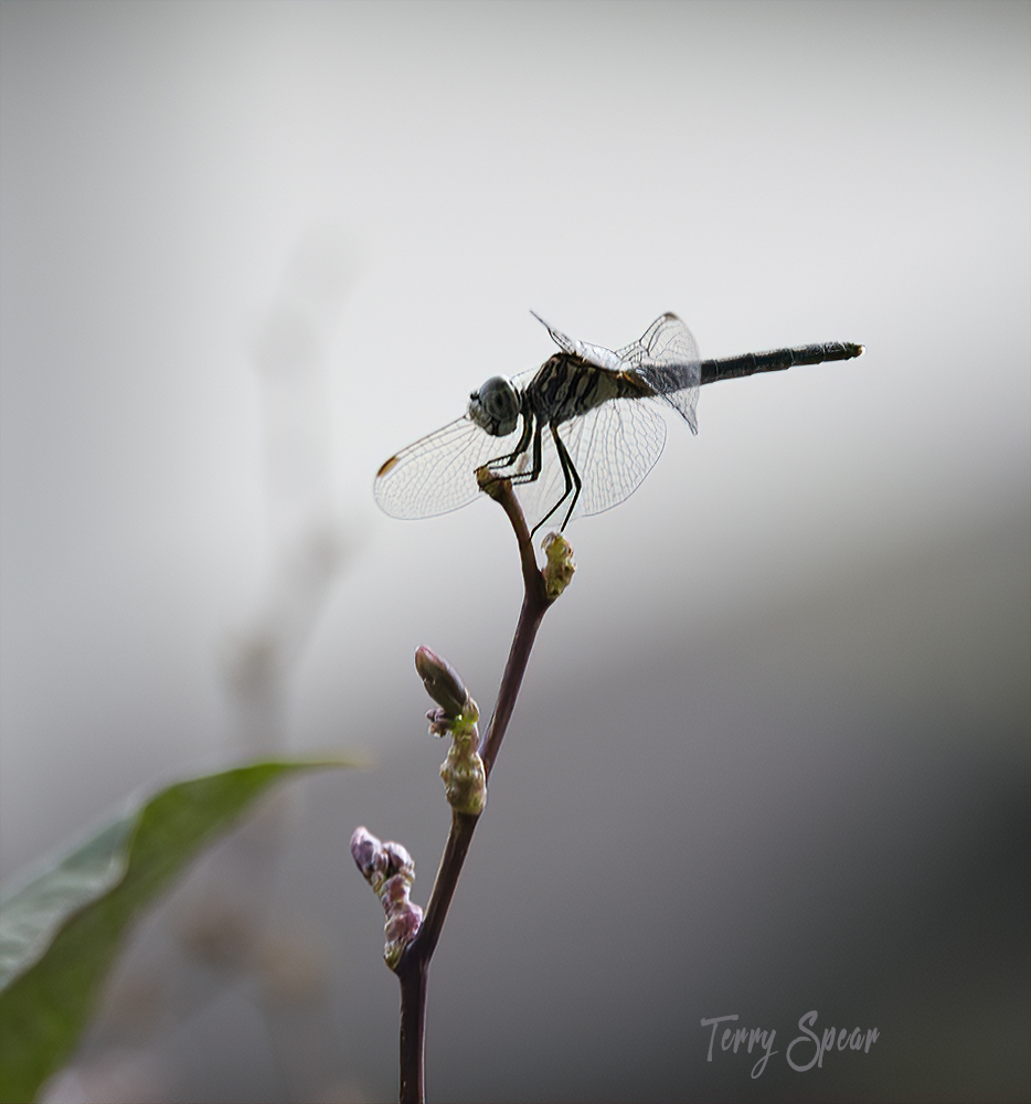 Lovely Little Dragonfly–Warriors of the Garden | Terry Spear's Shifters