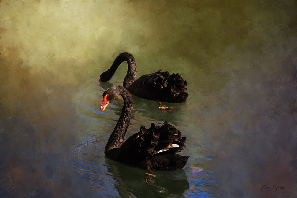 2 Swans a Swimming | Terry Spear's Shifters