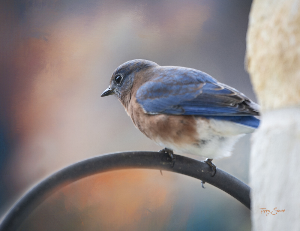 Pretty Little Bluebird | Terry Spear's Shifters