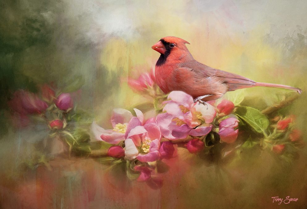 Cardinal Art | Terry Spear's Shifters