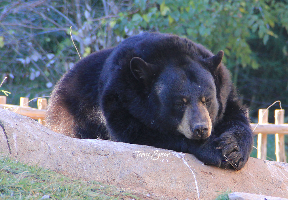 Sleepy Bear | Terry Spear's Shifters