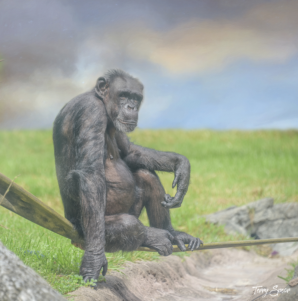 Chilling Chimpanzee Photo Art | Terry Spear's Shifters