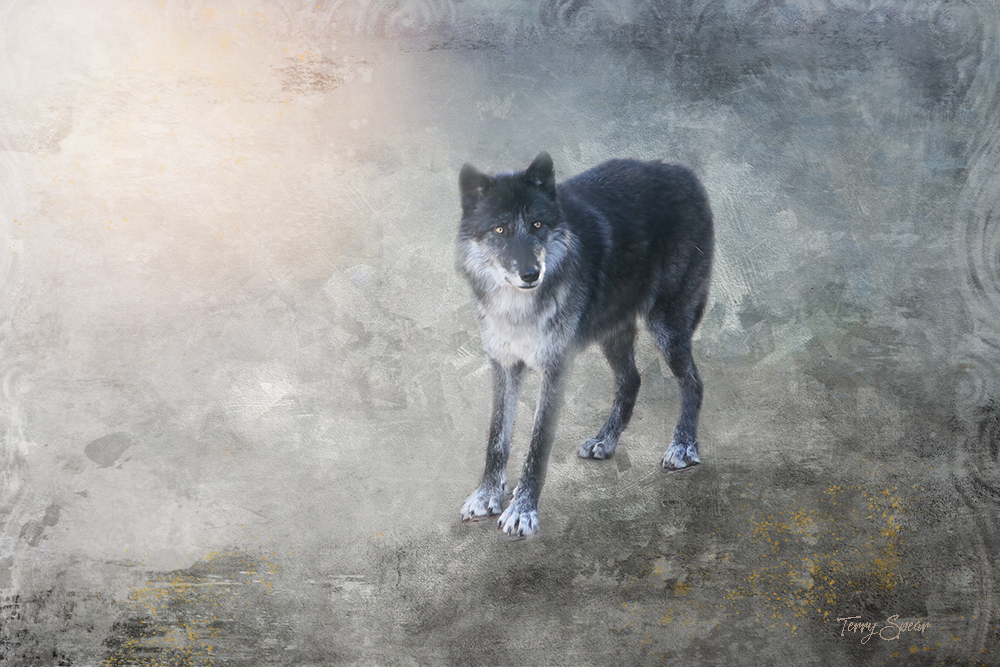 Black Alpha Wolf Photo Art | Terry Spear's Shifters