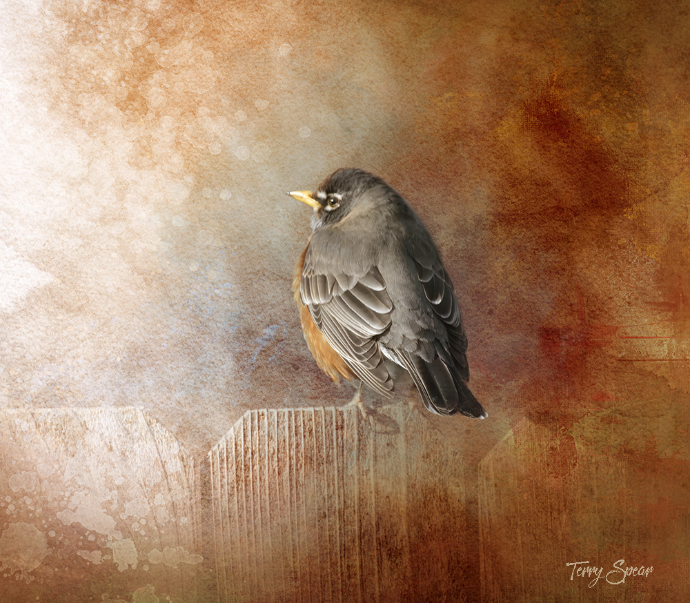 Robin Art | Terry Spear's Shifters