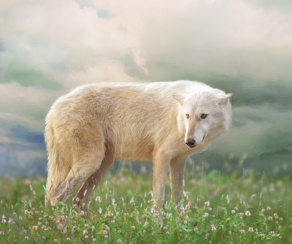 Beta Wolf in All Her Glory | Terry Spear's Shifters