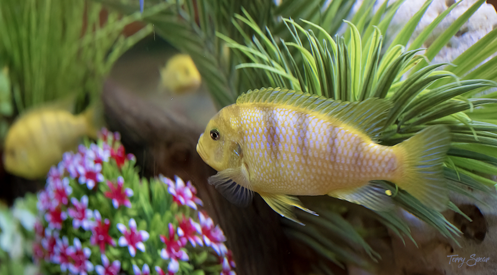 Yellow Fish | Terry Spear's Shifters