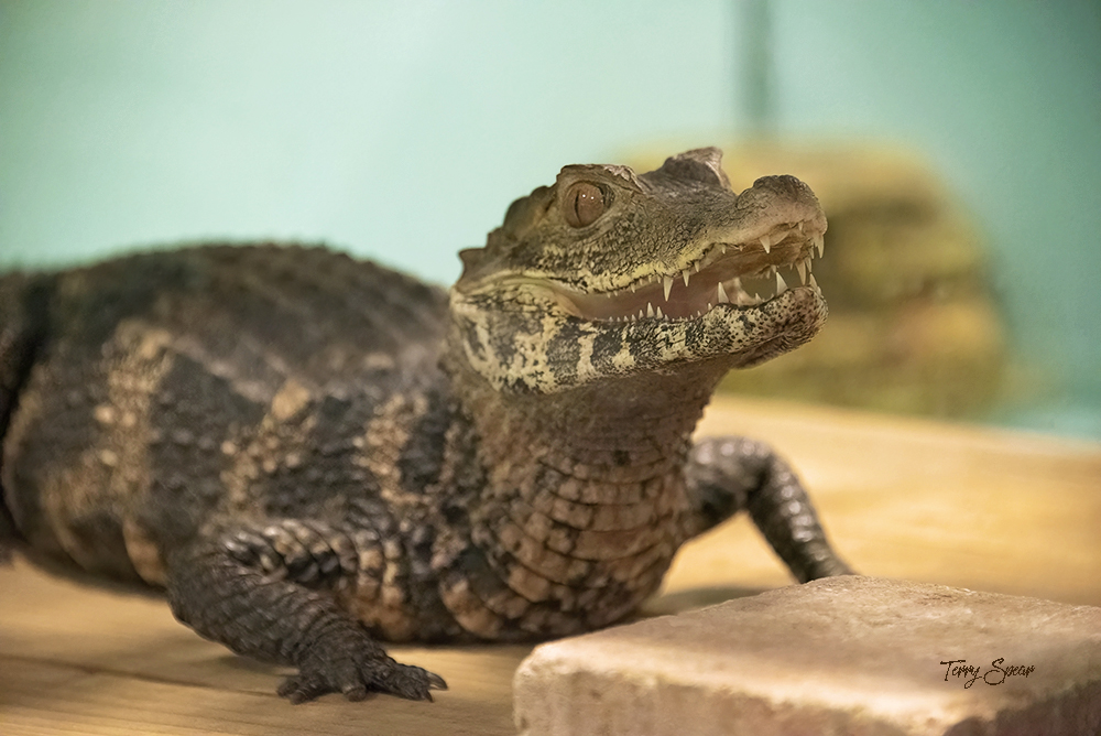 Alligators at the Birding and Nature Center, South Padre Island | Terry ...