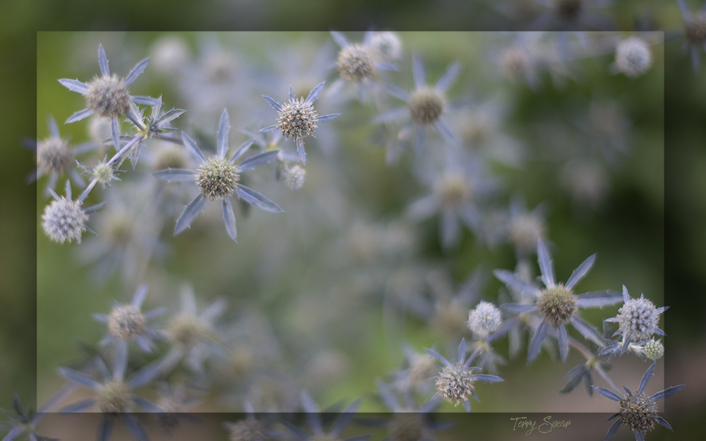 Silver Flowers | Terry Spear's Shifters