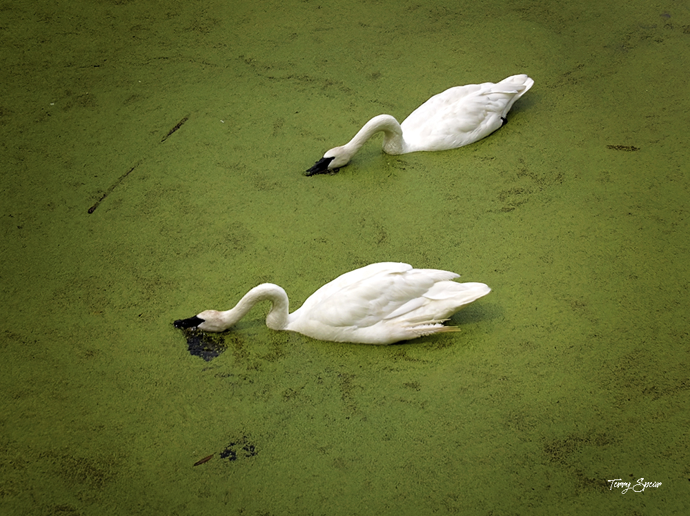 White Swans Feeding | Terry Spear's Shifters