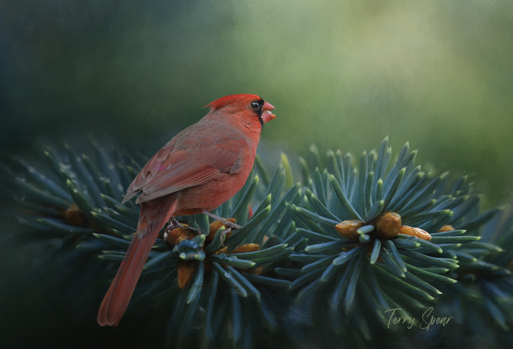 Cardinal in the Garden | Terry Spear's Shifters