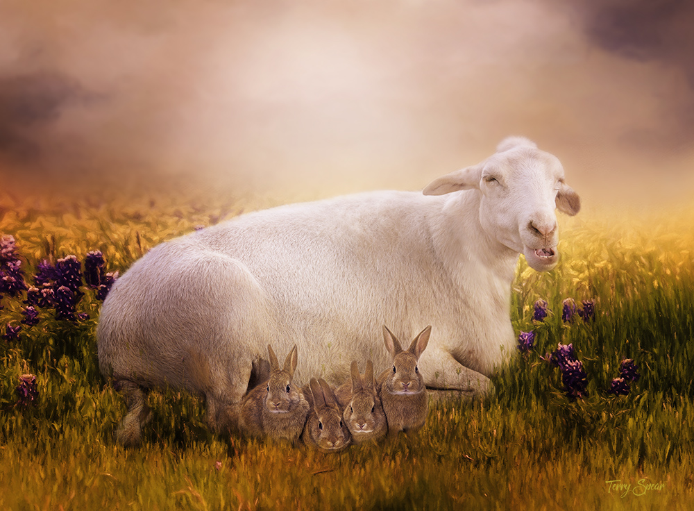 Sheep and the Bunnies–Photo Art | Terry Spear's Shifters