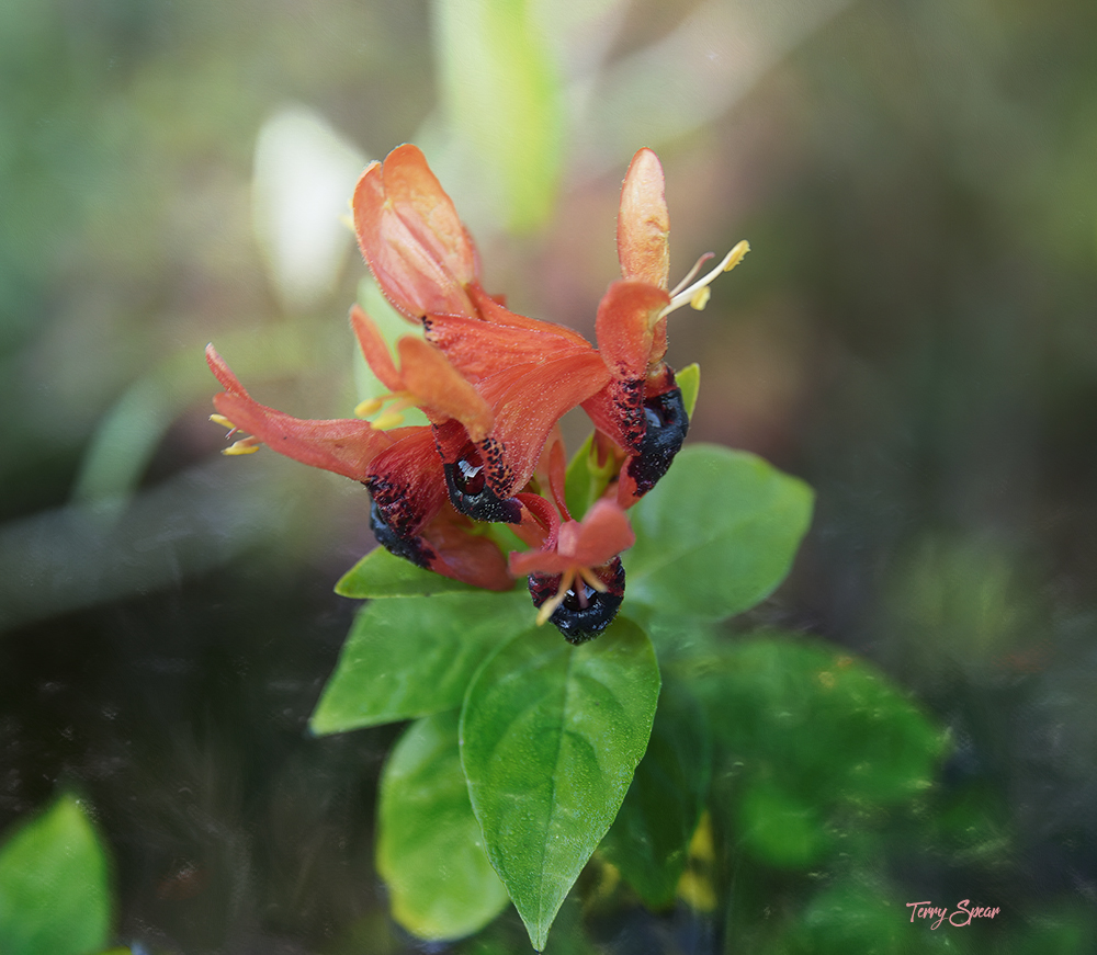 Jammy Mouth for Real | Terry Spear's Shifters