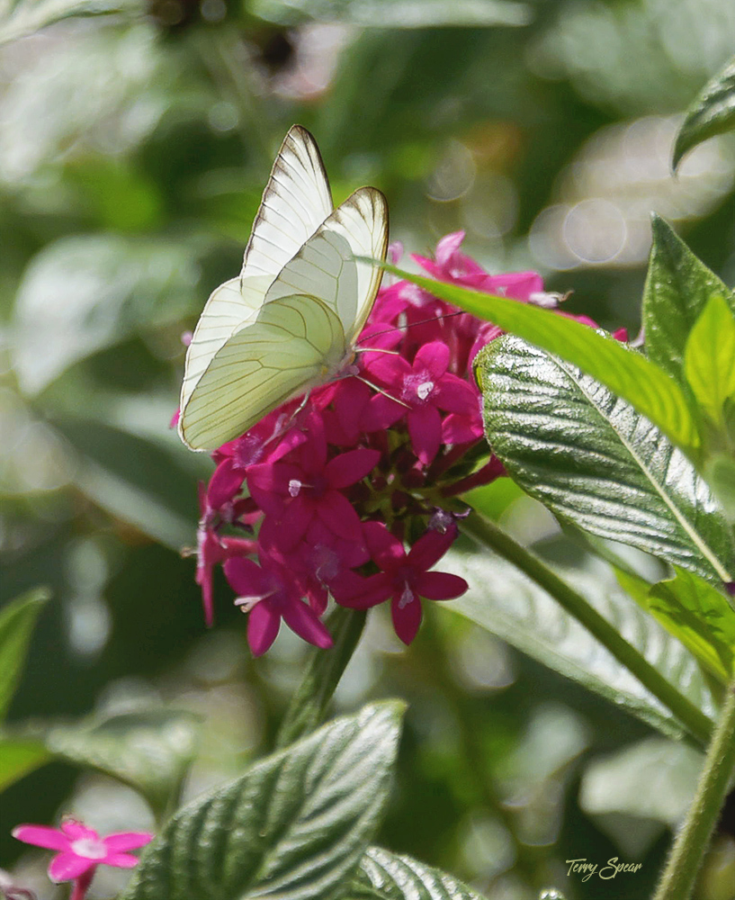 White Butterfly on Pink Flowers | Terry Spear's Shifters