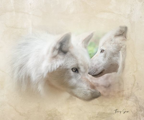 Wolf Photo Art | Terry Spear's Shifters