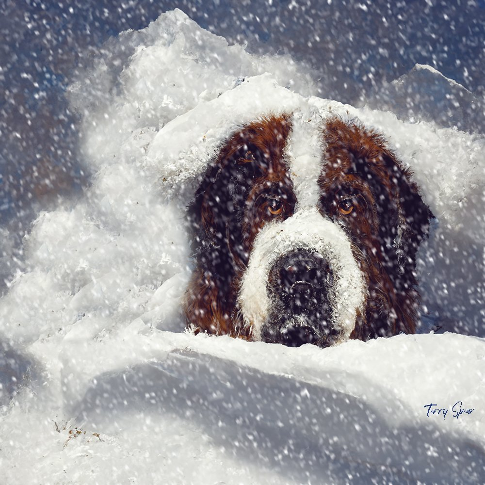 A Boy and His Dog | Terry Spear's Shifters