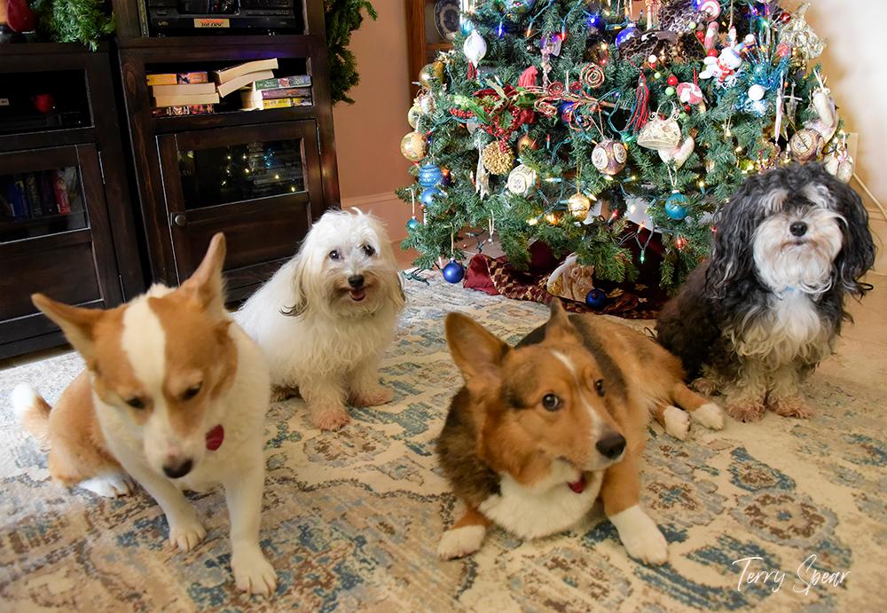 Dog Days of Christmas | Terry Spear's Shifters