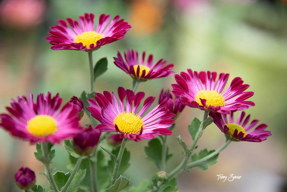 The Flowers Are Coming Out | Terry Spear's Shifters
