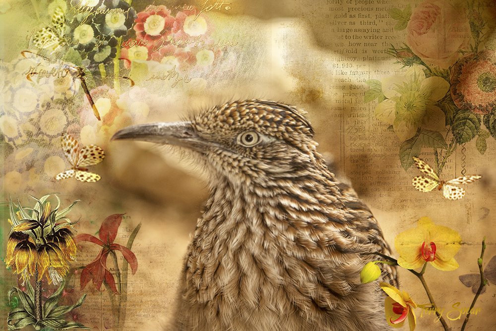 Road Runner | Terry Spear's Shifters