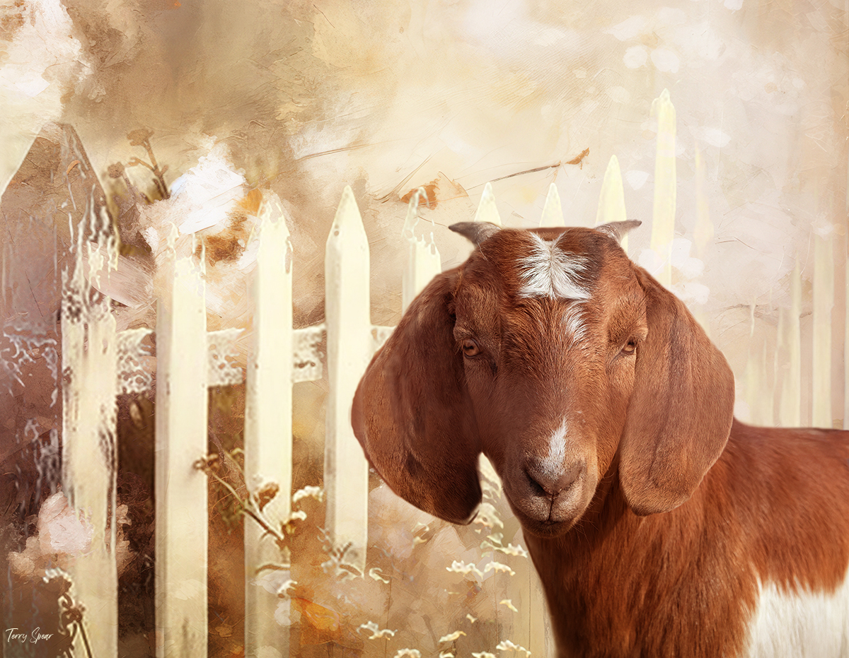 Little Red Goat | Terry Spear's Shifters