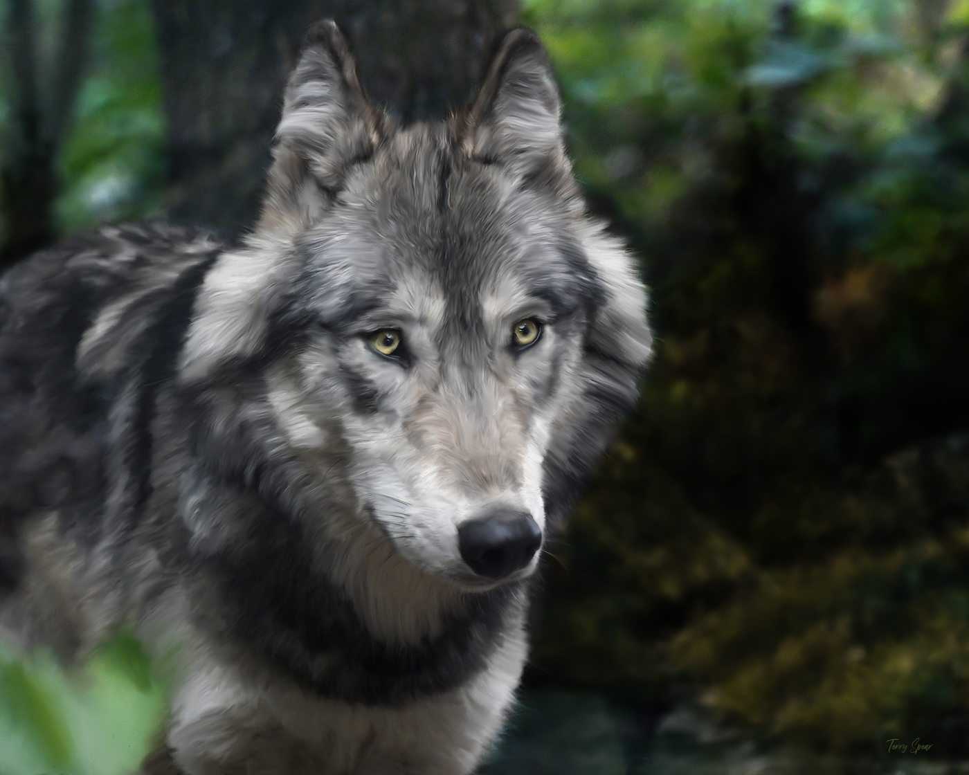 Gray Wolf in the Woods | Terry Spear's Shifters