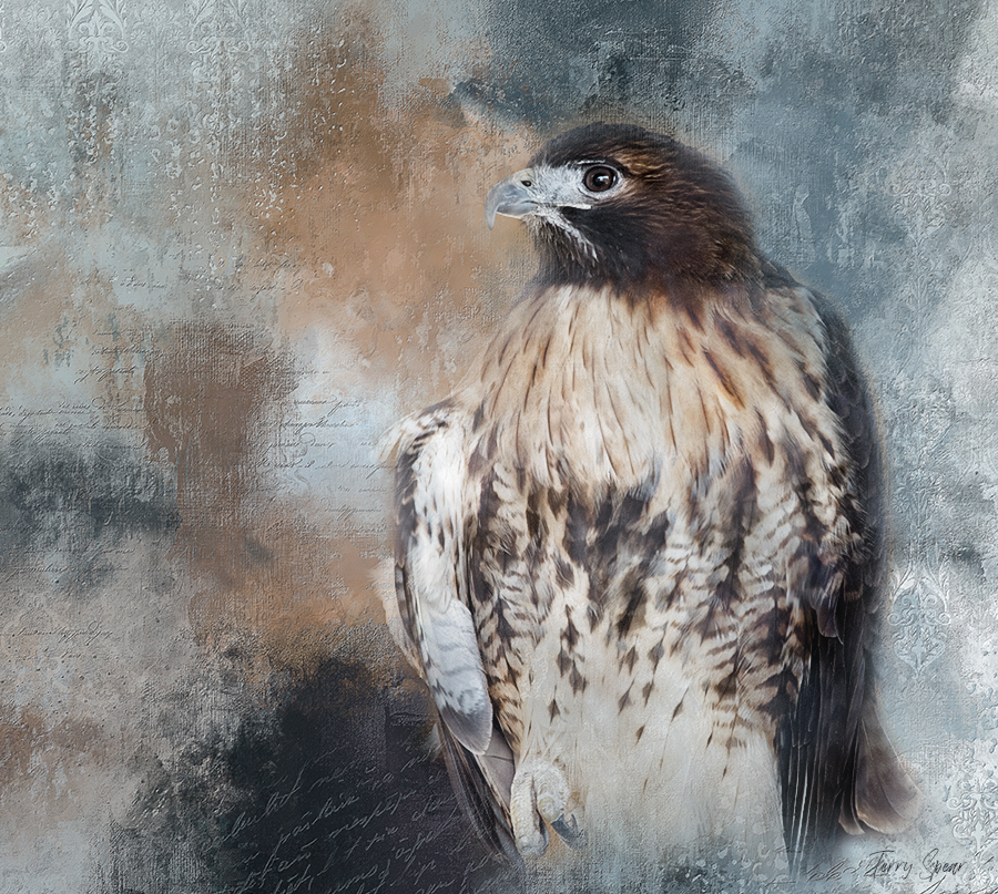 Handsome Hawk | Terry Spear's Shifters