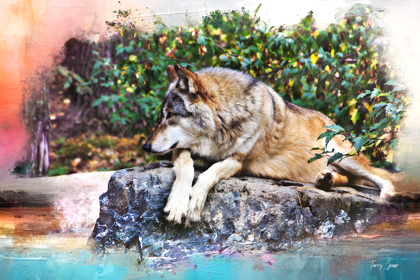 Alpha Wolf Watching Over the Pack | Terry Spear's Shifters