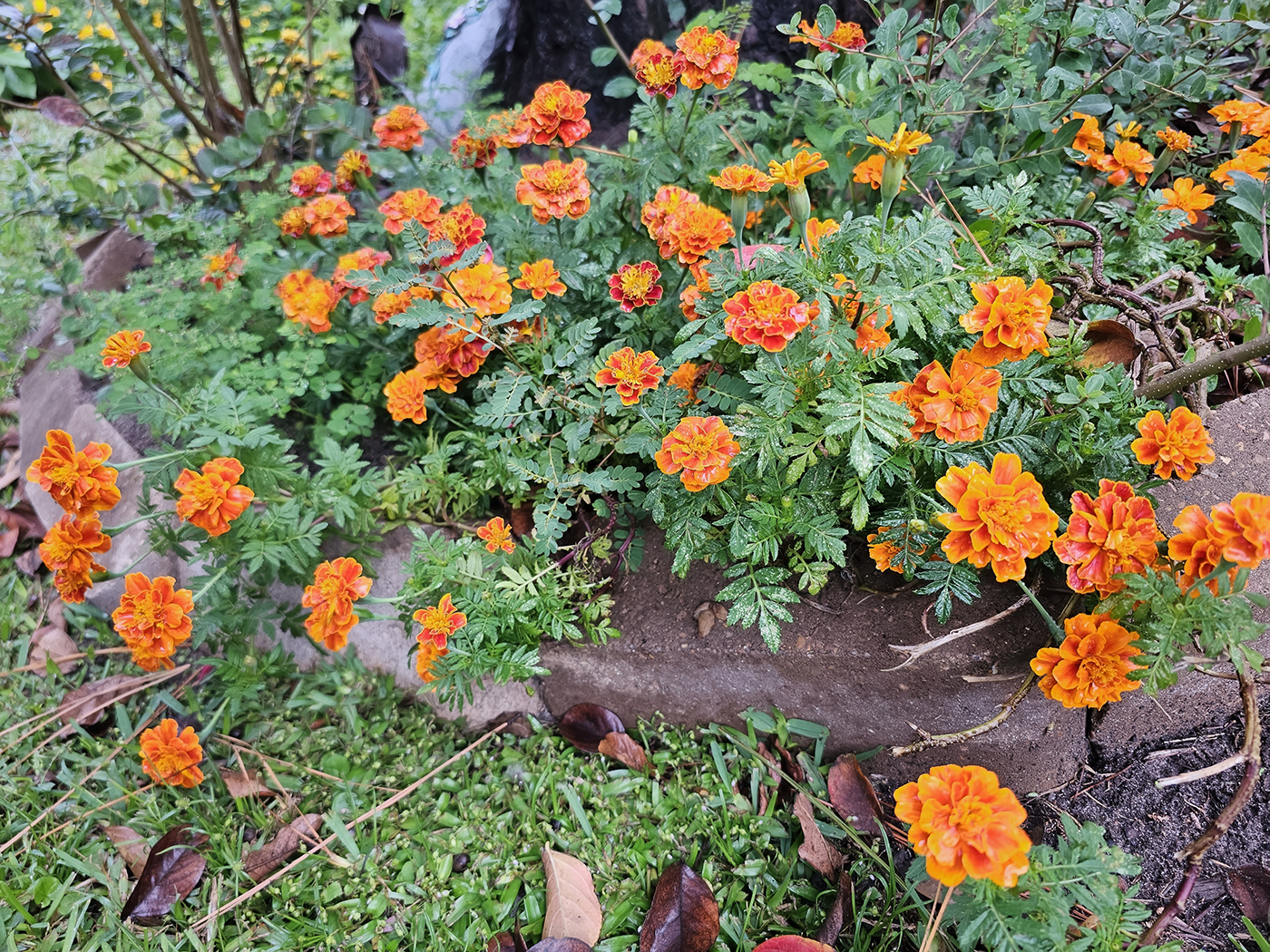 Flowers Springing Back to Life | Terry Spear's Shifters