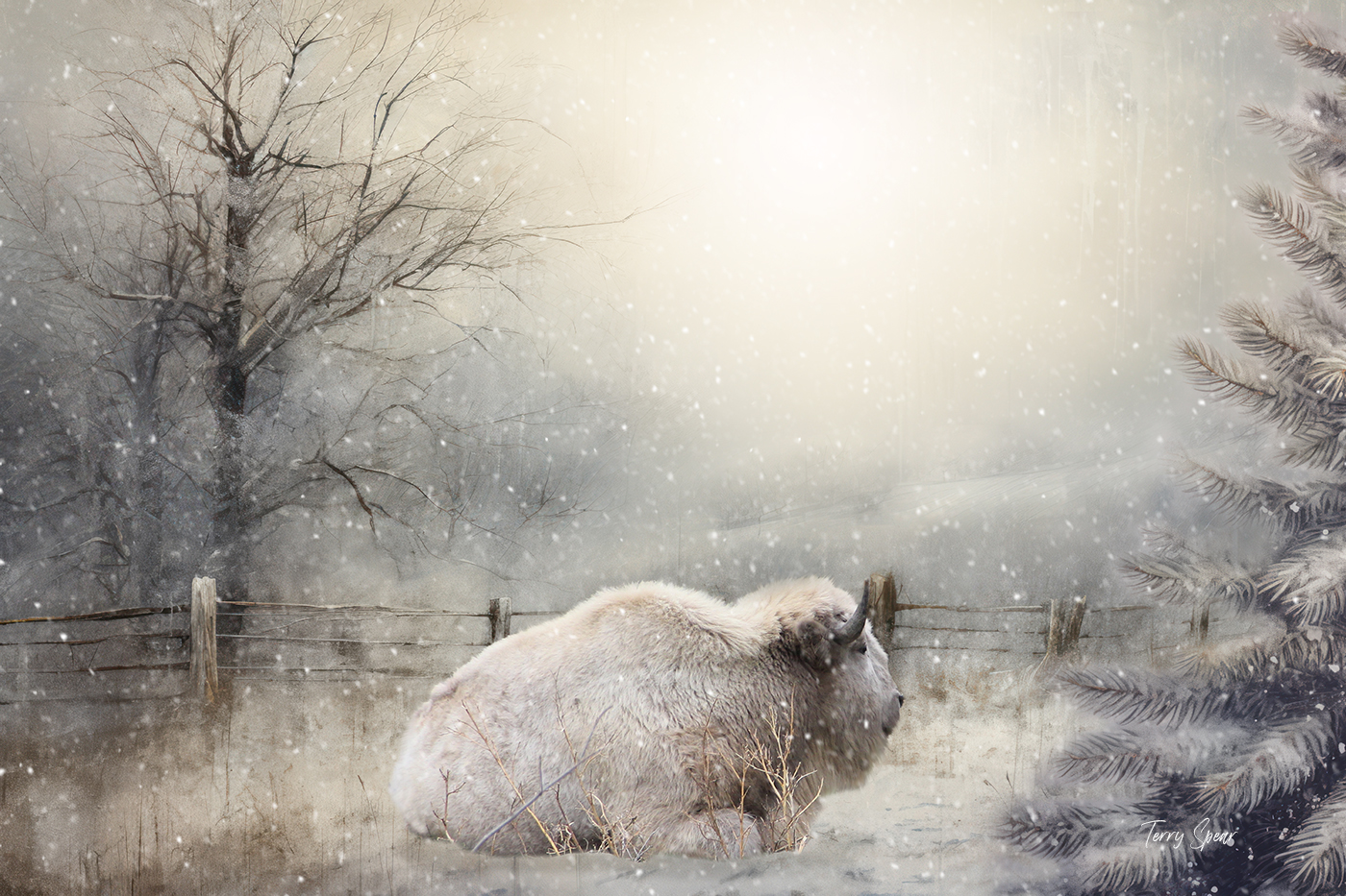 White Bison in Winter | Terry Spear's Shifters