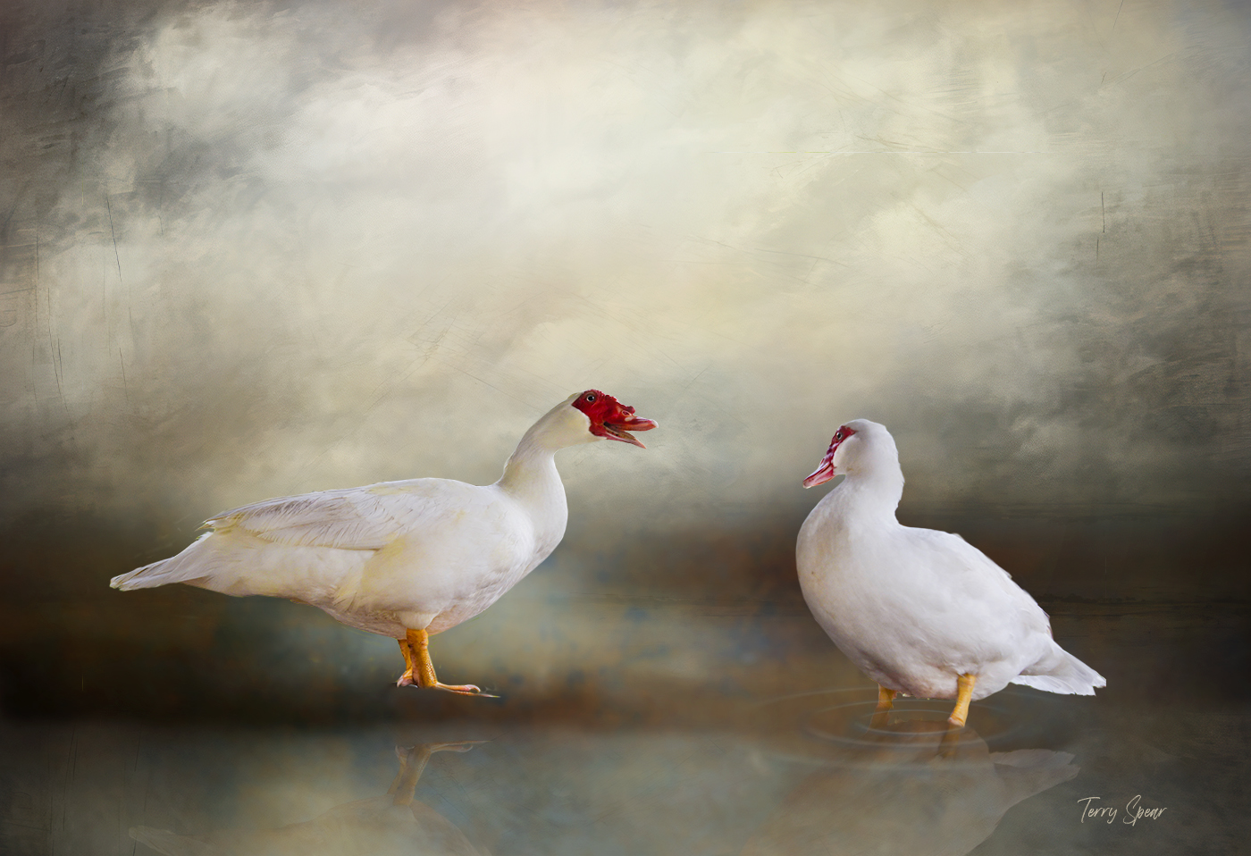 Muscovy Ducks in Okinawa | Terry Spear's Shifters