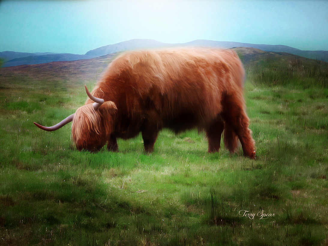 Fuzzy Highland Cow | Terry Spear's Shifters