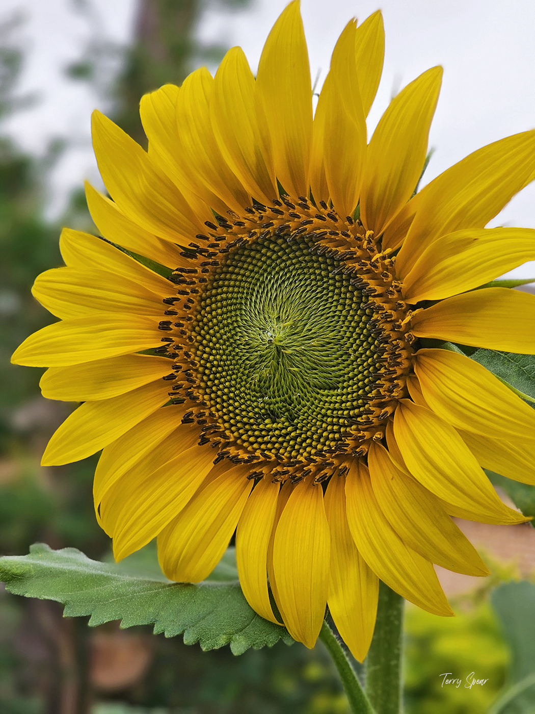 Big and Beautiful Sunflower | Terry Spear's Shifters